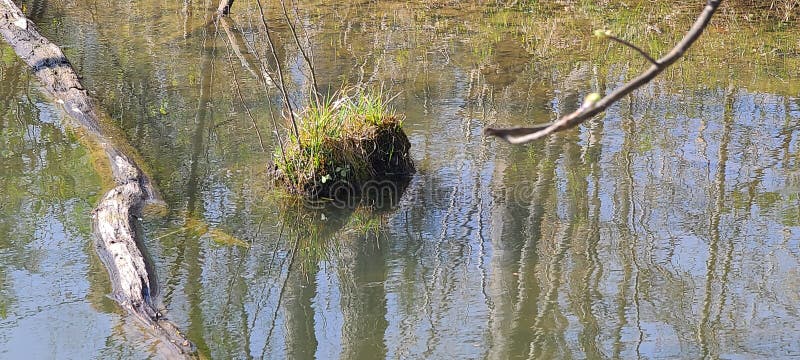 Logs and Grass in Wetland Marsh Stock Image - Image of waterbird, leaf ...