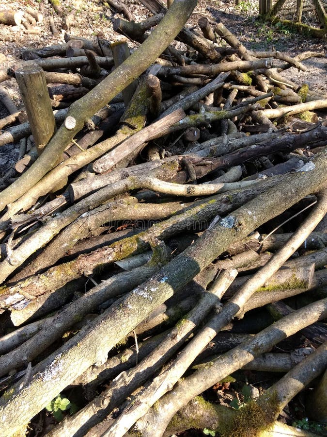 Pile of Small Logs in the Weak Spring Sunlight Stock Image - Image of ...