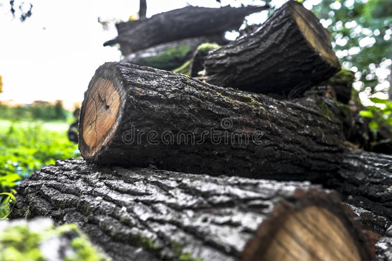 Logs stock photo. Image of hardwood, logging, sawed, pile - 33423008