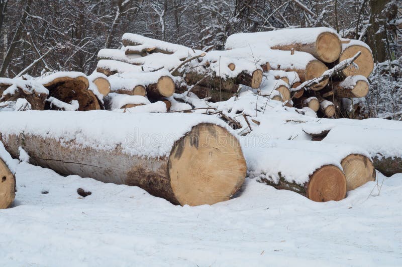 Logs. Huge Logs Shaded by Snow in the Winter Park. Stock Image - Image ...