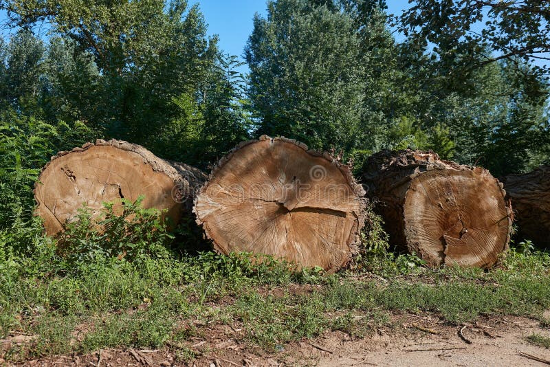 Logs of huge trees stock image. Image of natural, stack - 381023521