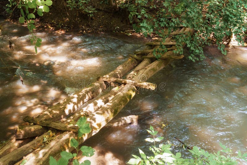 Logs are Like a Bridge Over a Small River in a Wild Forest, a Beautiful ...