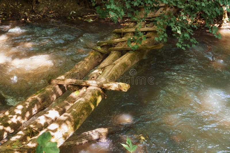 Logs are Like a Bridge Over a Small River in a Wild Forest, a Beautiful ...
