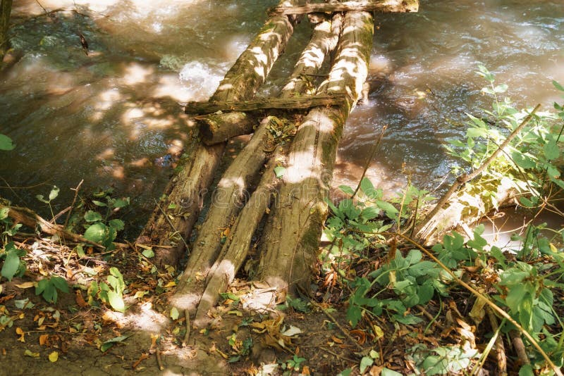 Logs are Like a Bridge Over a Small River in a Wild Forest, a Beautiful ...