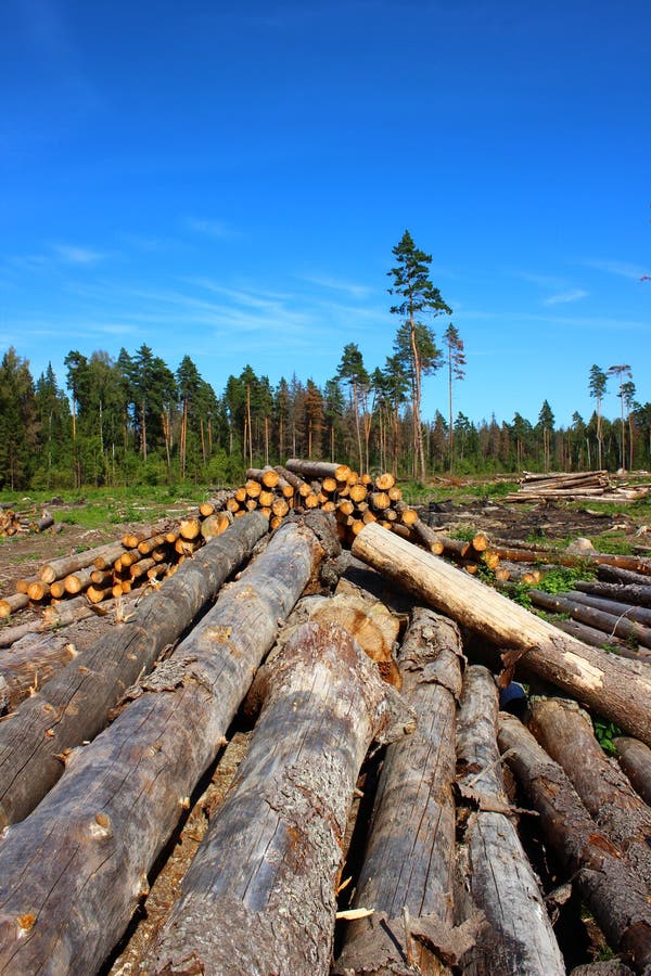 Clearcut logging stock photo. Image of logged, logs, barren - 14376690