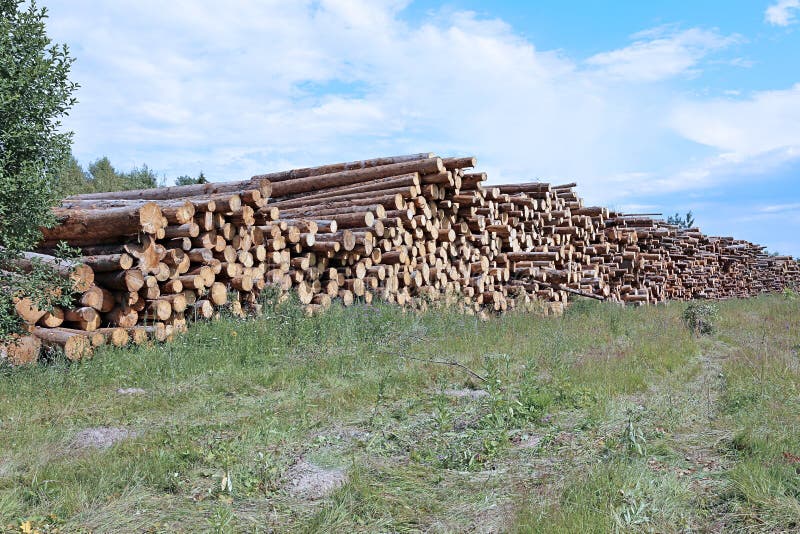 Logs in the logging stock photo. Image of material, bark - 50060714