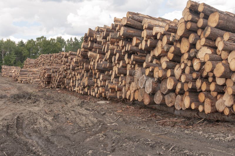 Logs at lumber mill stock photo. Image of tree, wooden - 33222324