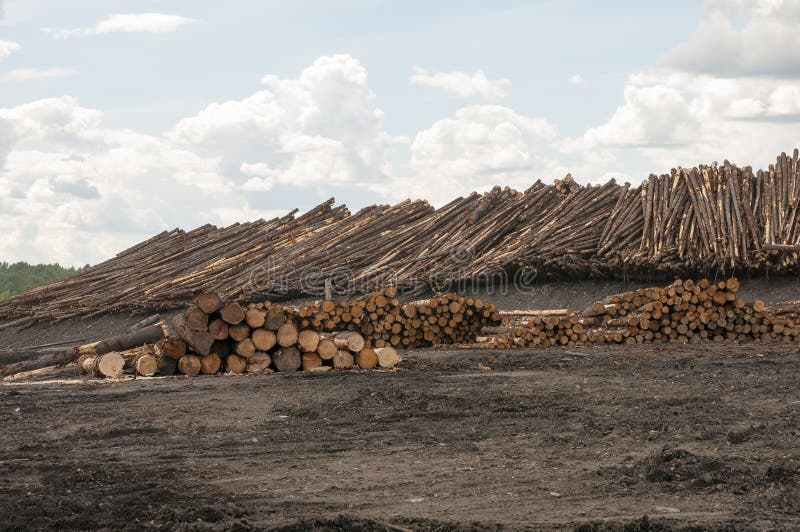 Logs at lumber mill stock photo. Image of stacked, factory - 33282852