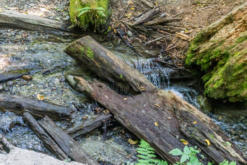 Park Stream and Logs 7 stock image. Image of washington - 227823883