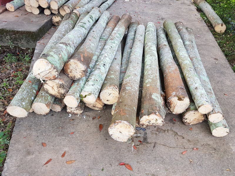 Logs of Para Rubber Tree on the Cement Ground. Stock Image - Image of ...