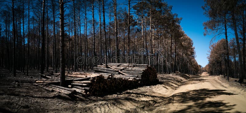 Logs Pile and Burnt Pine Tree Forest Panorama Stock Photo - Image of ...