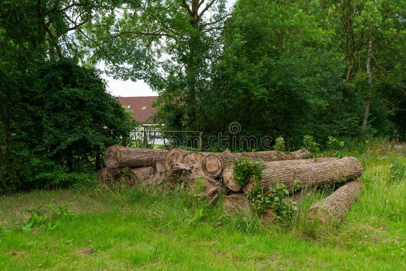 Logs Piled in Green Forest Clearing Stock Image - Image of wildlife ...