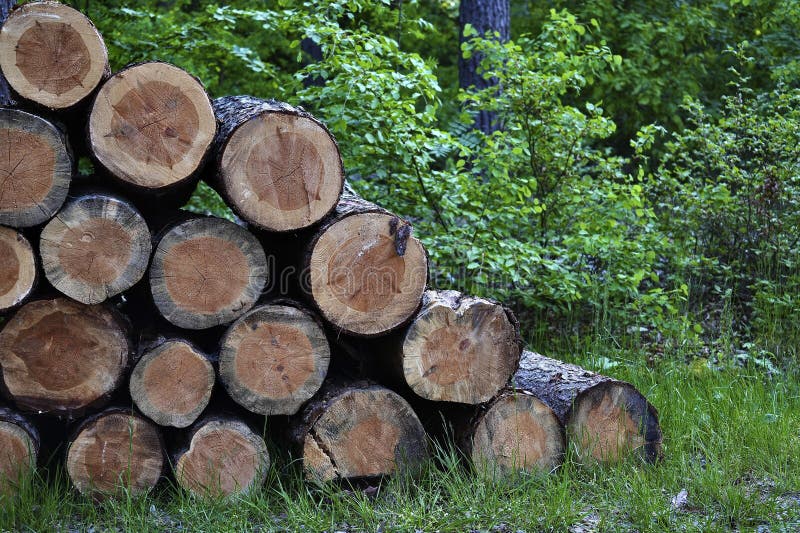 Logs Piled Up in the Forest.the Thinning of the Forest. the Logging ...