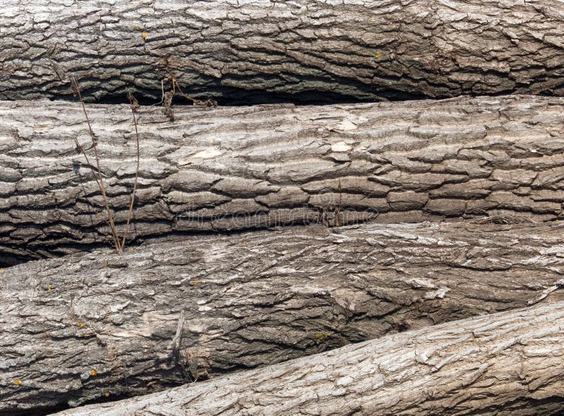 Logs raw stock photo. Image of breed, plant, wood, season - 6395840