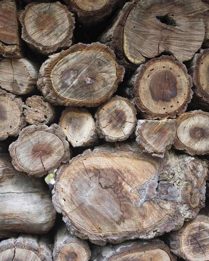 Logs Ready To Be Processed. Stock Image - Image of timber, industry ...