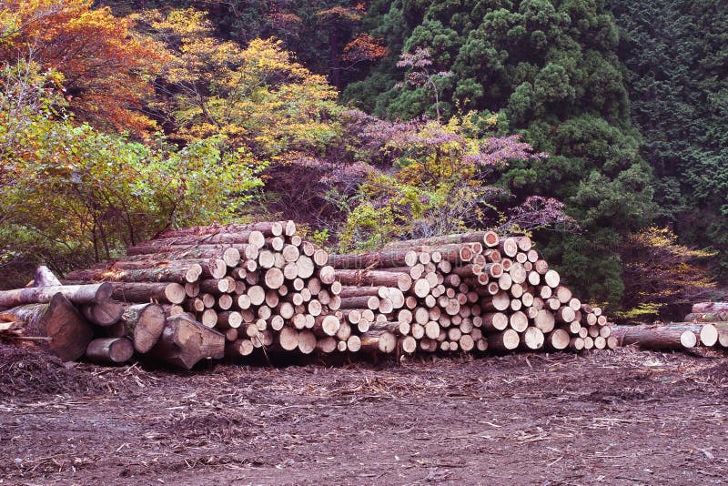 Logs Recently Harvested Picture. Image: 8406606