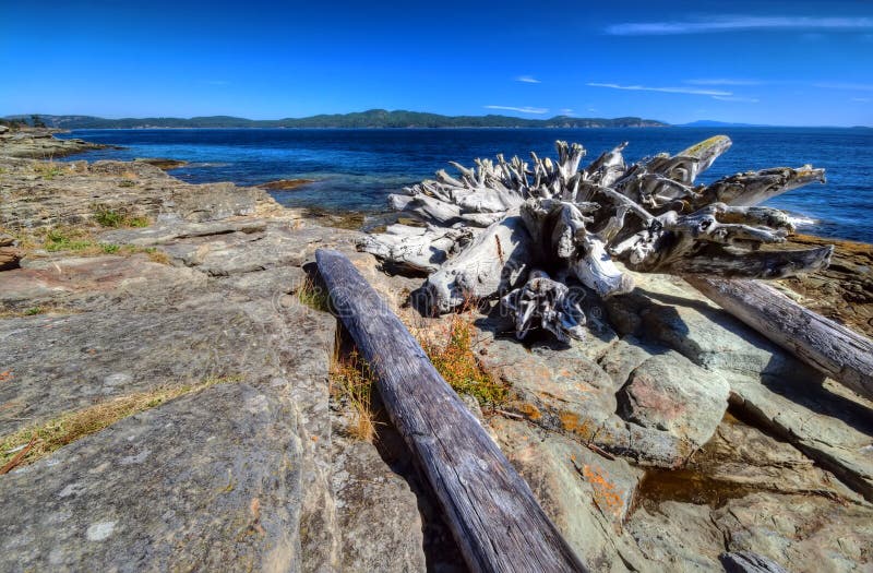 Logs Resting on a Coastal Beach Stock Image - Image of nature ...