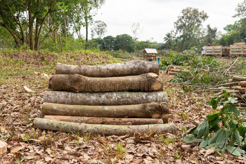 Logs of Rubber Tree, Raw Rubber Tree, Para Rubber Tree Cut Lumber ...