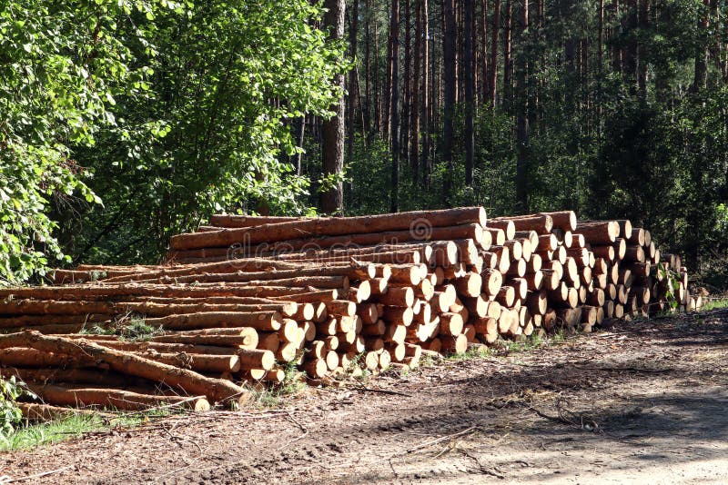 Logs of Sawn Pine Lie on the Edge of the Forest, Side View - the ...