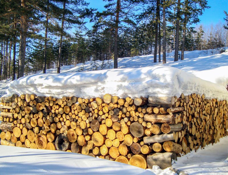 Logs snow forest stock photo. Image of logs, thick, snow - 98511682