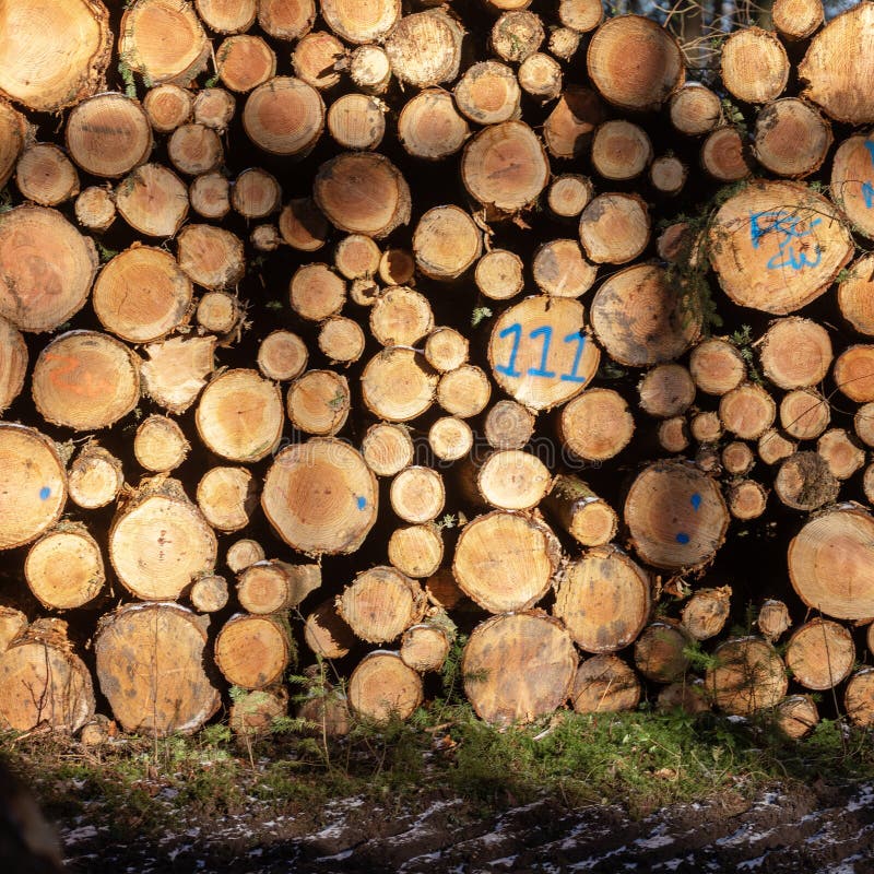 Logs of Spruce Wood in Winter Forest Stock Photo - Image of energy ...