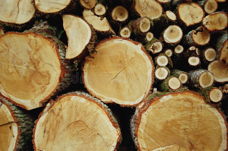 Logs roundwood 2 stock photo. Image of production, wood - 240924350