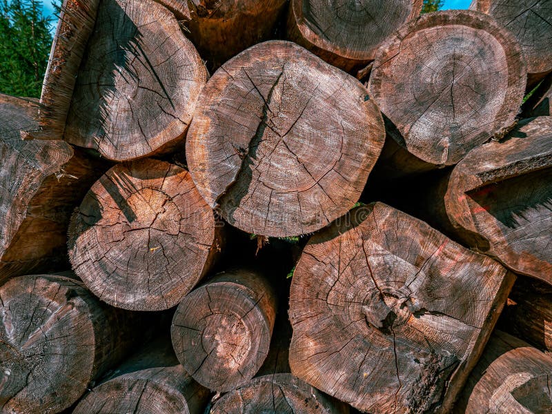 Logs Stacked in a Forest in Detail Stock Image - Image of natural ...
