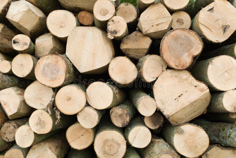 Logs Stacked in a Forest, Pile of Tree Trunks, UK Stock Image - Image ...