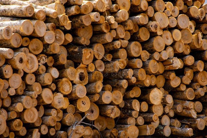 Logs Stacked Near Building Ready for Processing. Stock Photo - Image of ...