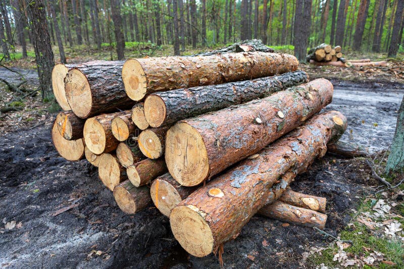 Logs Stacked Neatly in a Forest Clearing during Daytime Work Session ...