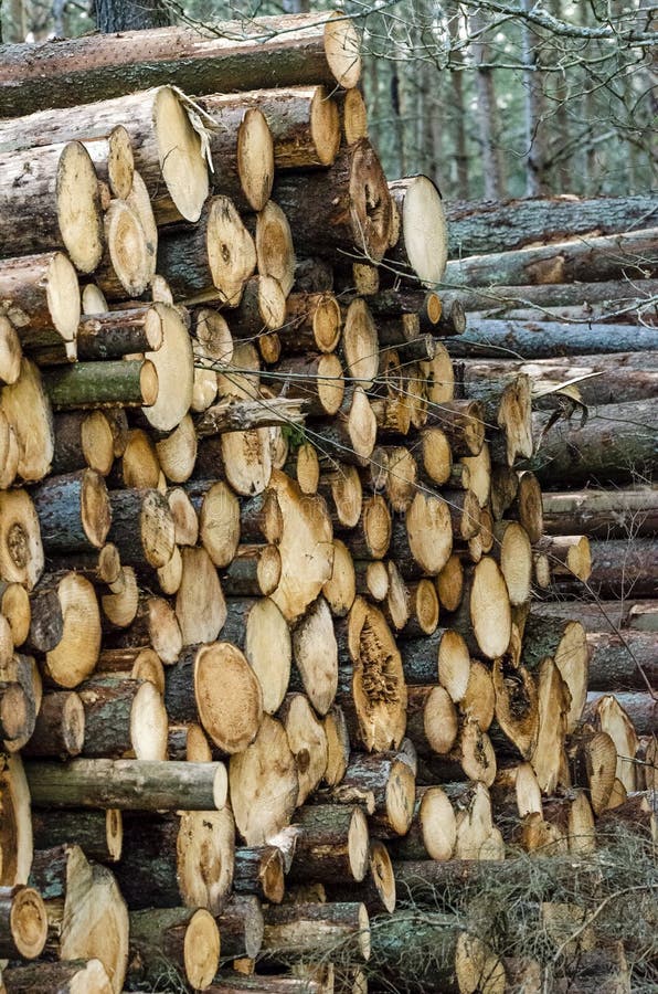 Logs Stacked and Sorted in the Forest Stock Photo - Image of floor ...