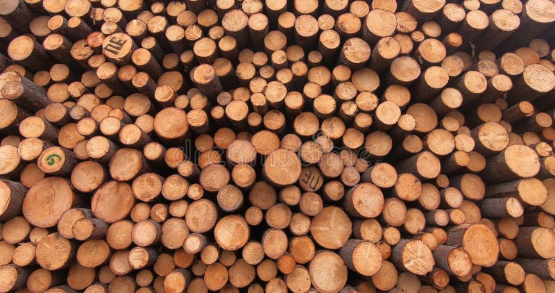 Logs Stacked in Stacks a Stack of Pine Logs in the Forest. Harvesting ...