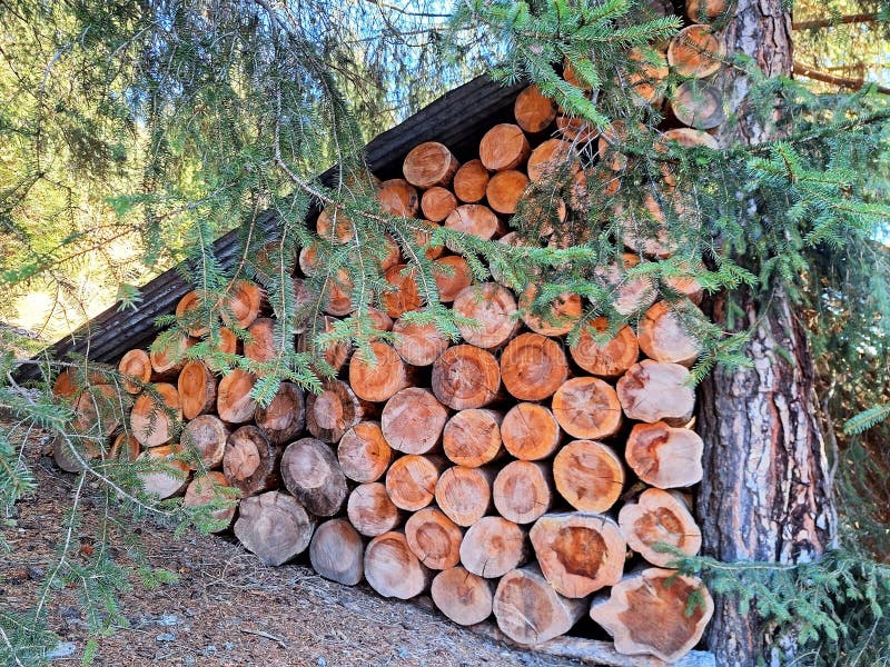 Logs Stacked Triangle Under Fir Tree Forest Stock Photos - Free ...