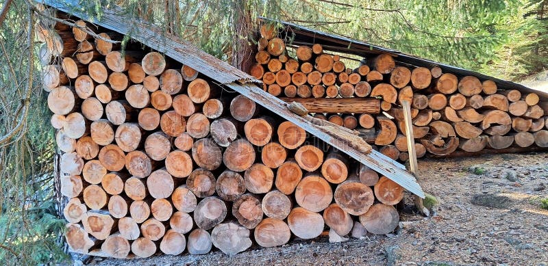 Logs are Stacked in a Triangle Under a Fir Tree in the Forest. Stock ...