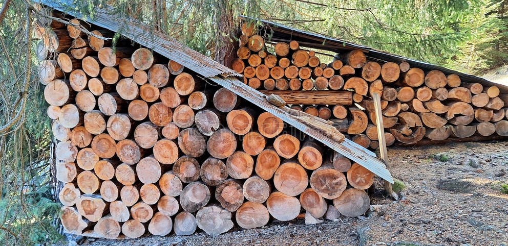 Logs are Stacked in a Triangle Under a Fir Tree in the Forest. Stock ...