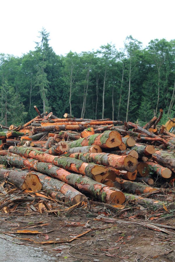 Logs Stacked Up in a Pacific Northwest Forest Logging Operation Stock ...