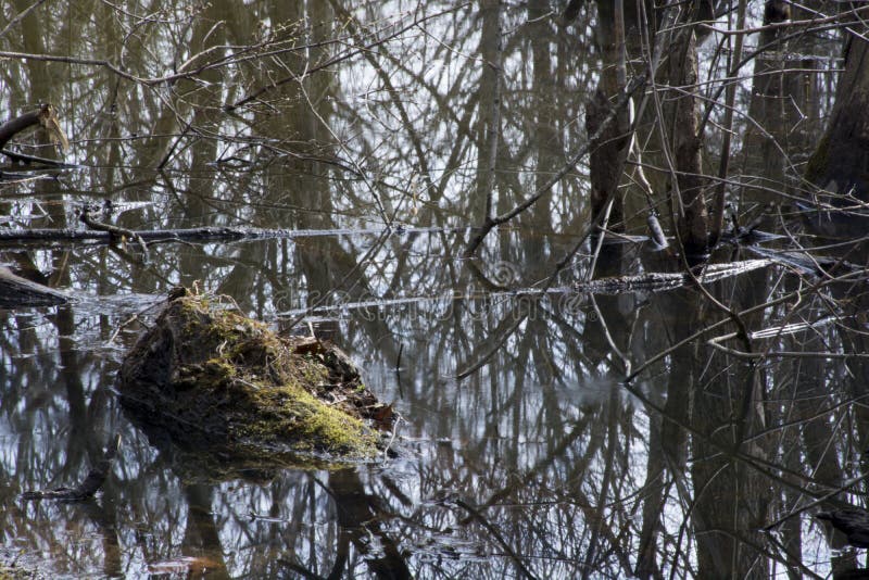 Logs Surrounded by Still Water with Reflections Stock Image - Image of ...