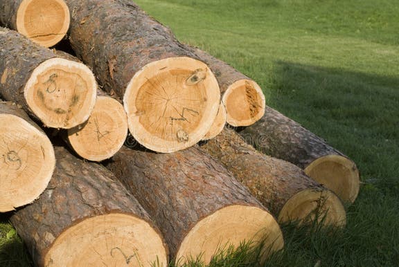 Logs of tree stock image. Image of structure, wooden - 16245195
