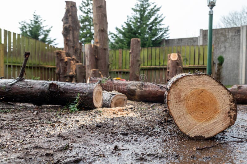 Logs, Tree Branches and Needles Ready for Chipping Stock Photo - Image ...