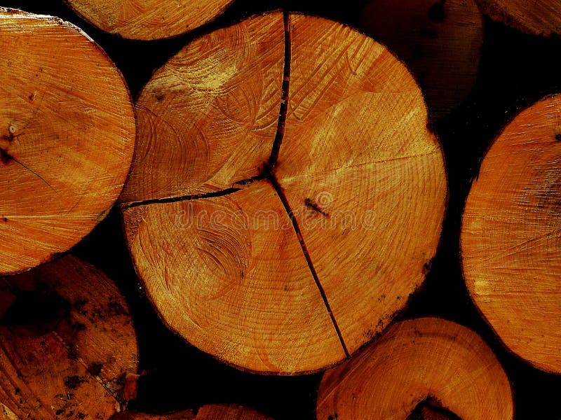 The logs of the tree stock image. Image of beautiful - 100101449