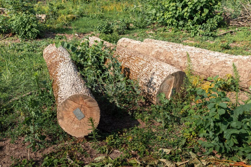 Logs of a Tree Lie in a Clearing. Fresh Logging Site on a Mountain ...