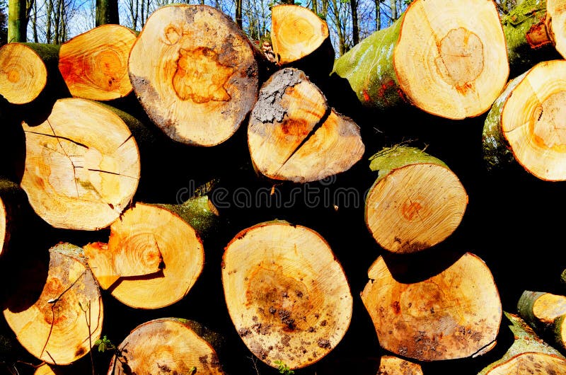Logs stock photo. Image of little, colorful, logs, correction - 91715736