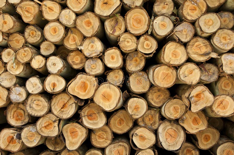 Logs from a Tree on Timber Cutting. Stock Image - Image of bonfire ...