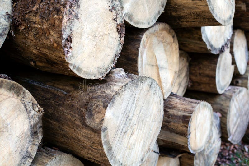 Logs of Trees - Chopped Tree Trunks. Stock Image - Image of trees ...
