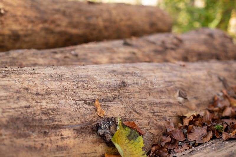 Logs of Trees - Chopped Tree Trunks. Close-up. Background. Stock Image ...