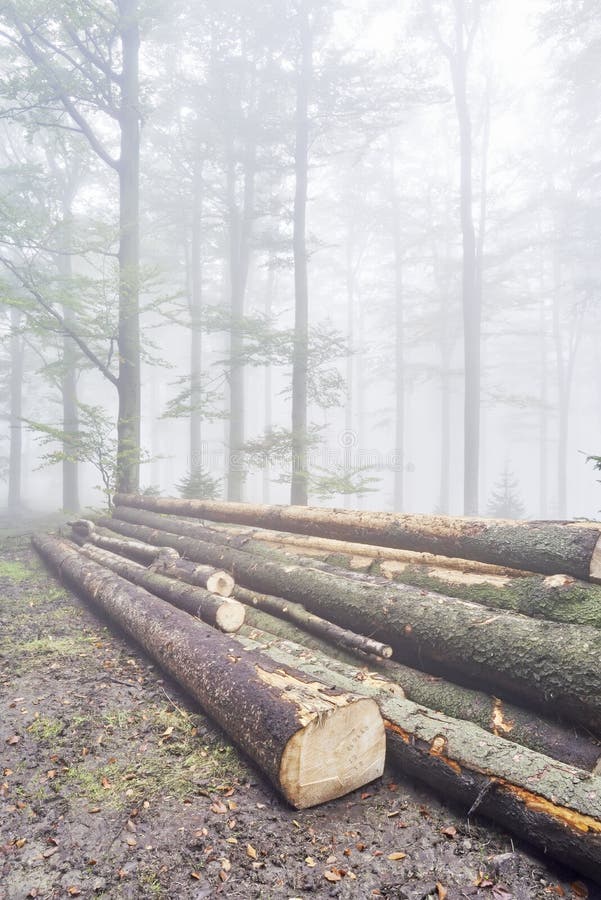 Logs trees stock photo. Image of calm, autumn, chop, pile - 48768784