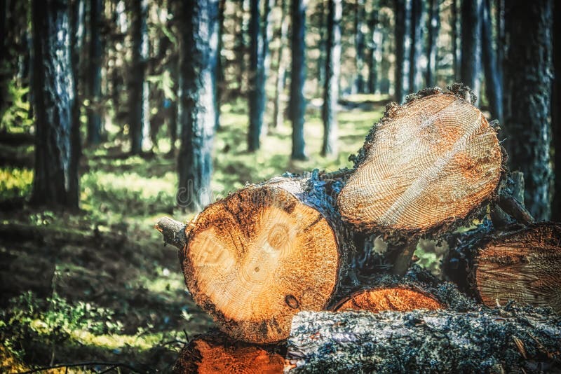 Logs of Trees in the Forest after Felling. Felled Tree Trunks. Logging ...