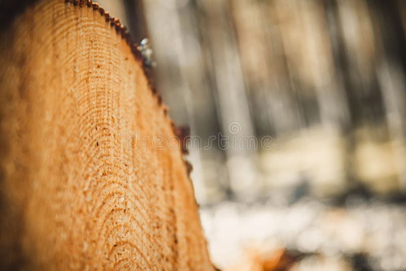 Logs of Trees in the Forest after Felling. Felled Tree Trunks. Logging ...