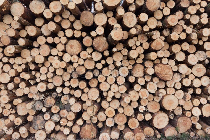 Logs Of Trees / Stacked Wood / Trees Background Stock Photo - Image of ...