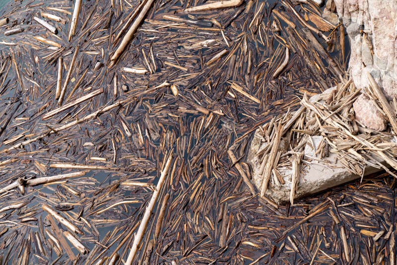 Twigs and Wood Pieces Polished by the Sea Stock Image - Image of ...